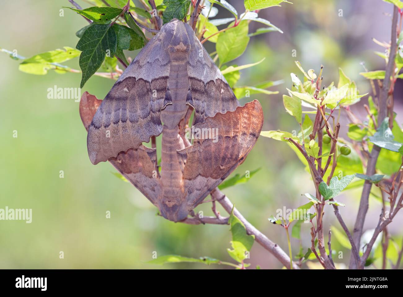 Big Poplar Sphinx Moth (Pachysphinx occidentalis Stock Photo - Alamy