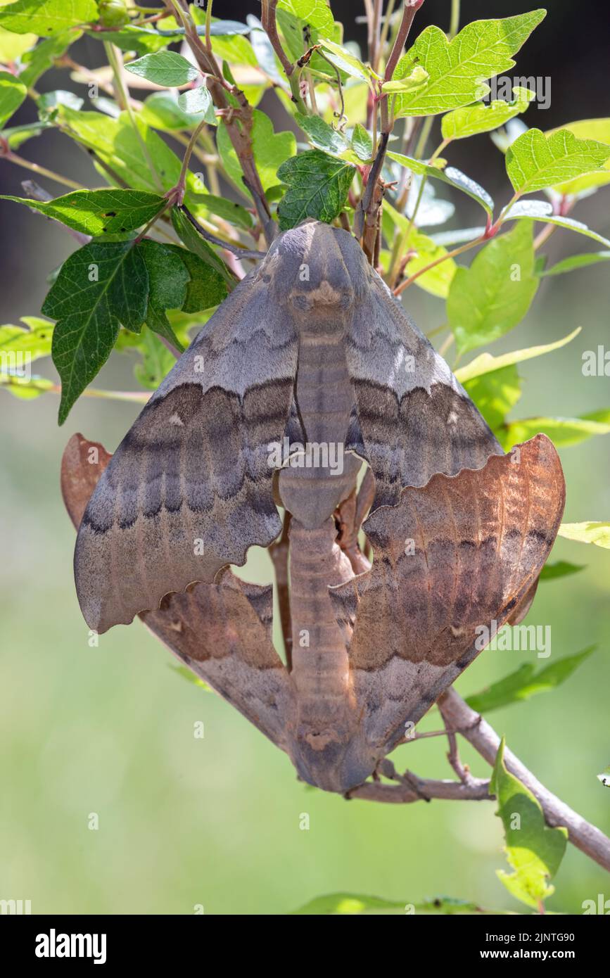 Big Poplar Sphinx Moth (Pachysphinx occidentalis Stock Photo - Alamy
