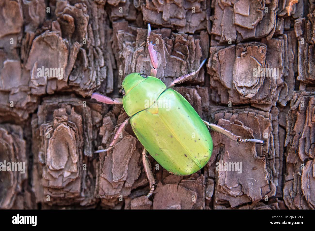 Jeweled insects hi-res stock photography and images - Alamy