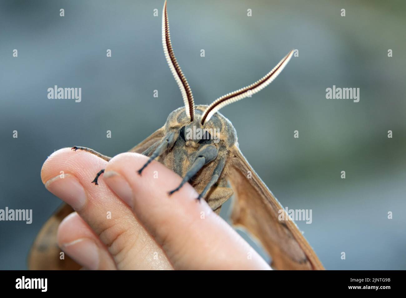 Big Poplar Sphinx Moth (Pachysphinx occidentalis Stock Photo - Alamy