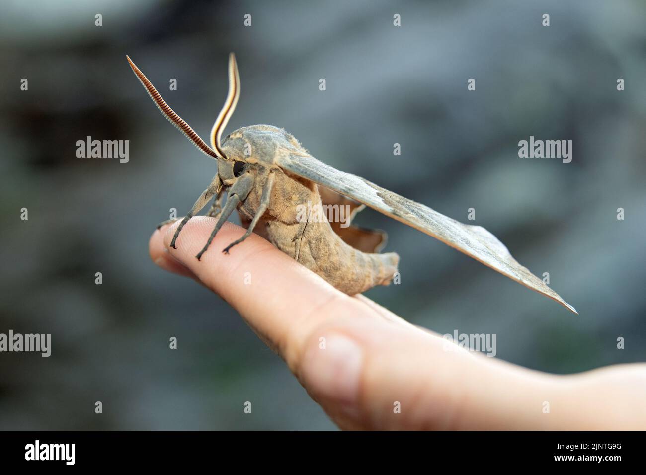 Pachysphinx occidentalis hi-res stock photography and images - Alamy