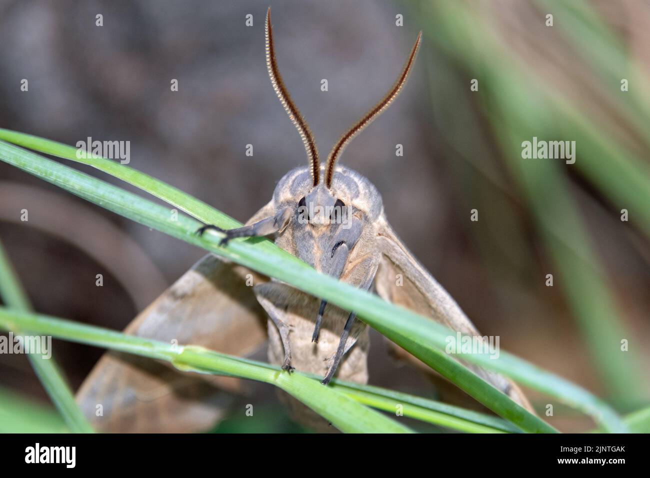 Big Poplar Sphinx Moth (Pachysphinx occidentalis Stock Photo - Alamy