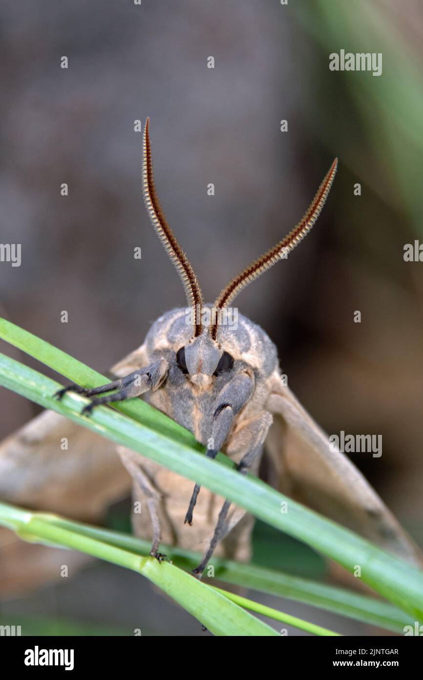 Big Poplar Sphinx Moth (Pachysphinx occidentalis Stock Photo - Alamy