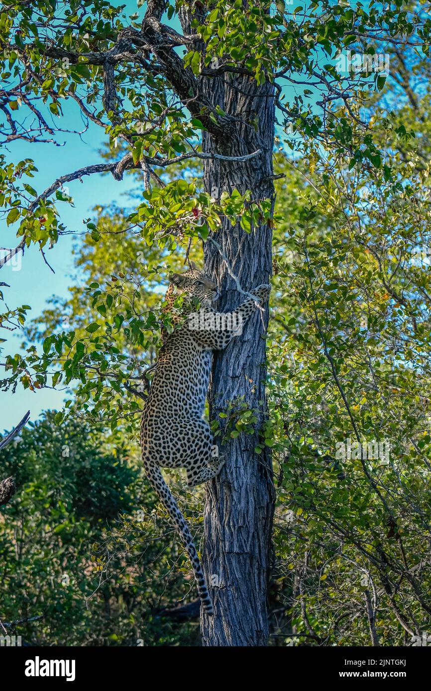 Tall shoulder hi-res stock photography and images - Alamy