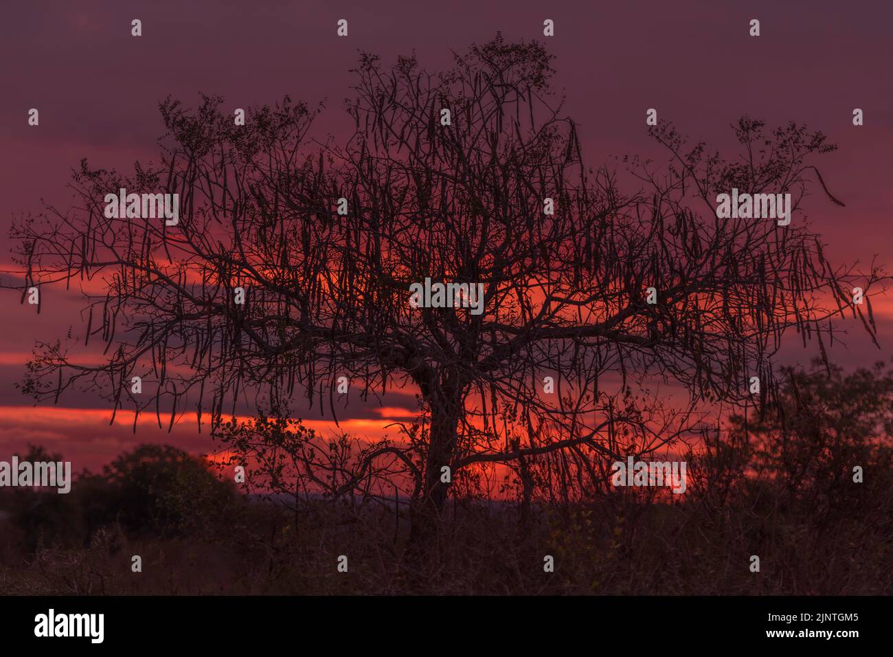 Acacia sunset - acacia tree with long bean pods in silhouette at sunset ...