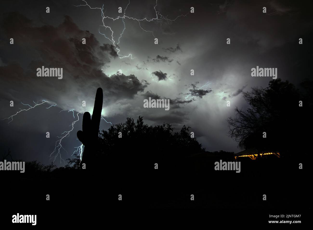 Cactus lightning hi-res stock photography and images - Alamy