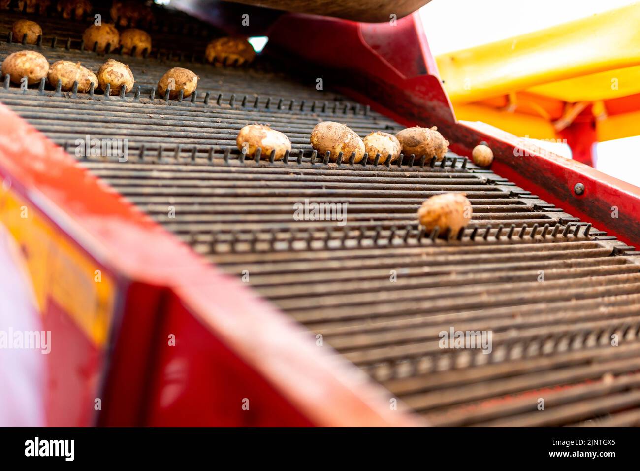 Uetze, Deutschland. 21st July, 2022. Potatoes run over the sorting belt ...