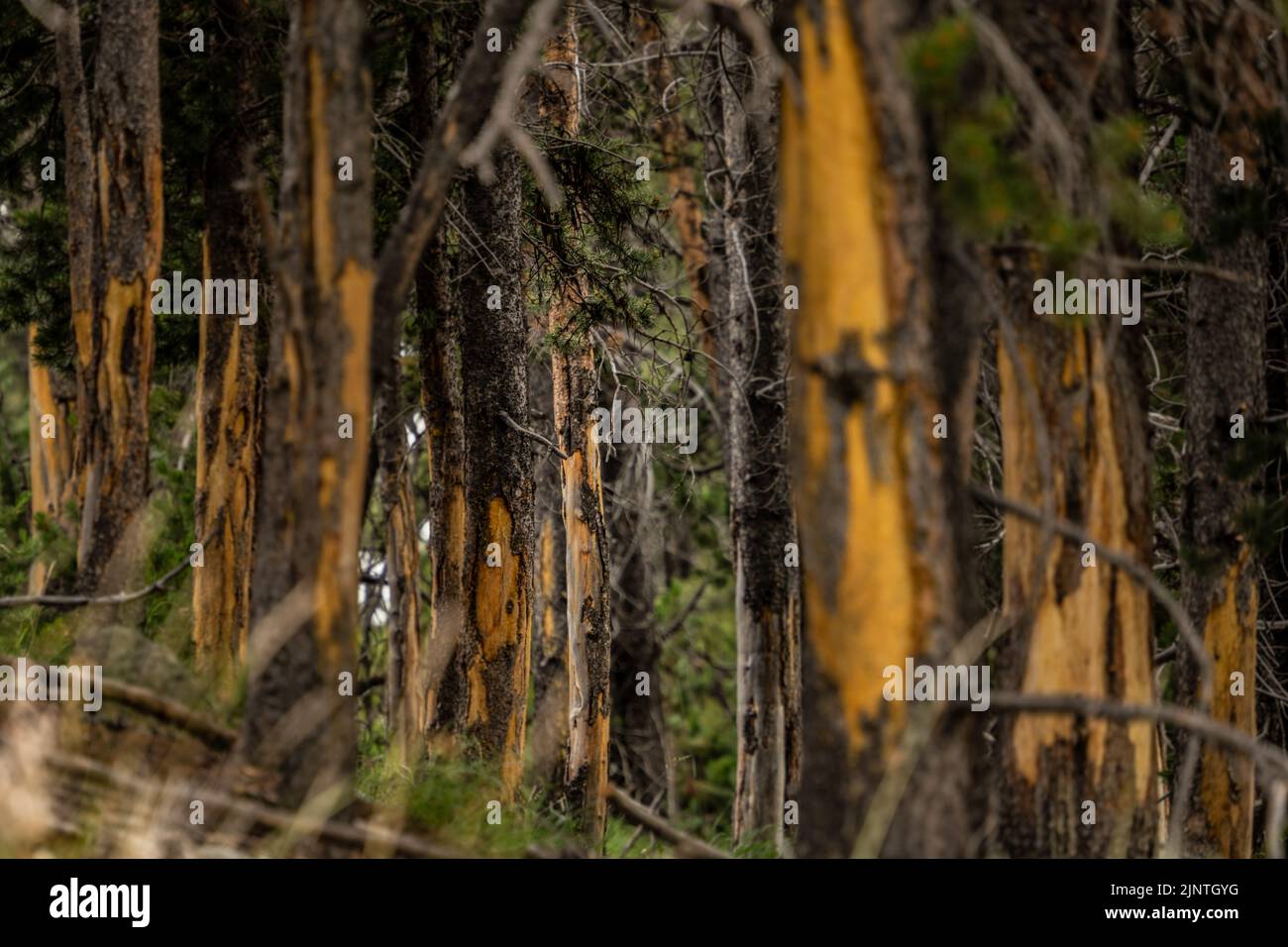 Forest of Rubbing Trees In Yellowstone National Park Stock Photo - Alamy