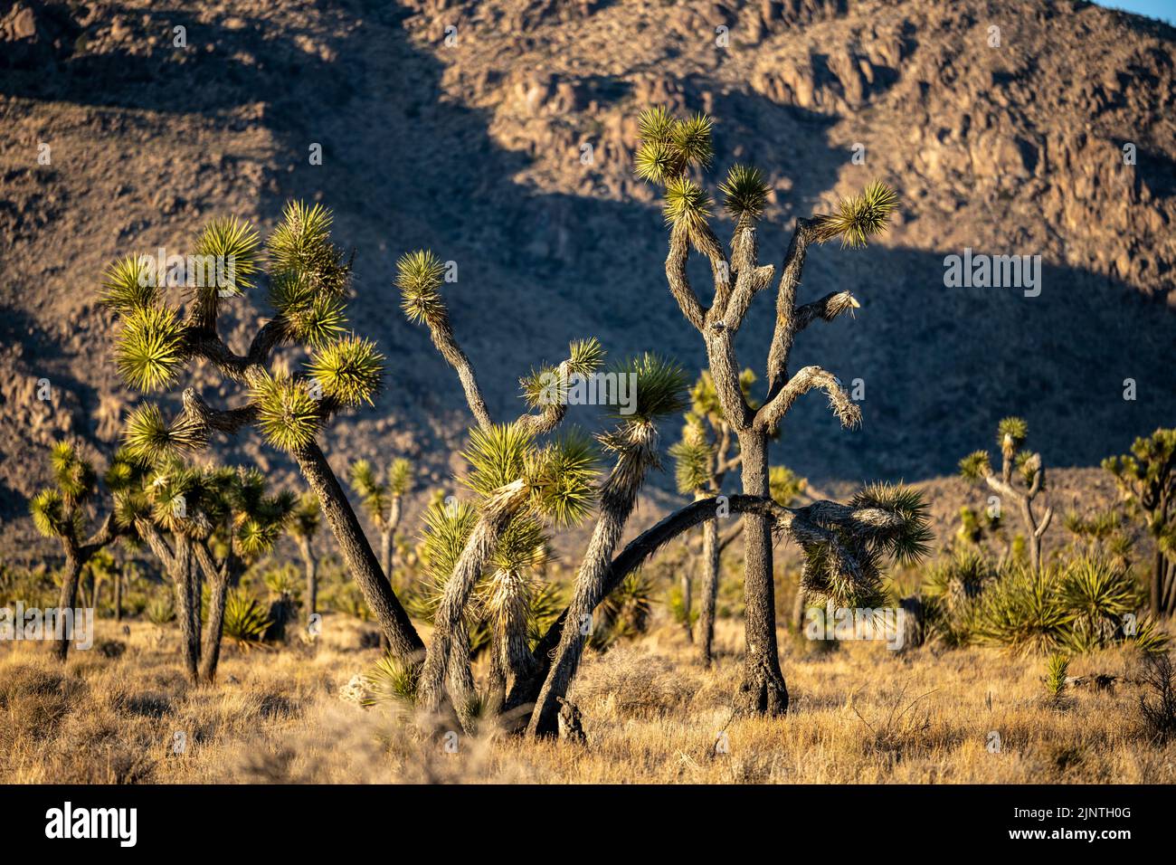 Grove of Joshua Trees in Valley of California Stock Photo - Alamy