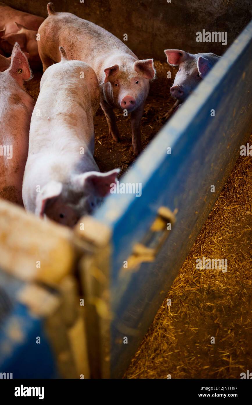 Affing, Deutschland. 25th July, 2022. Pig farm, Schweinehof Brandmeir ...