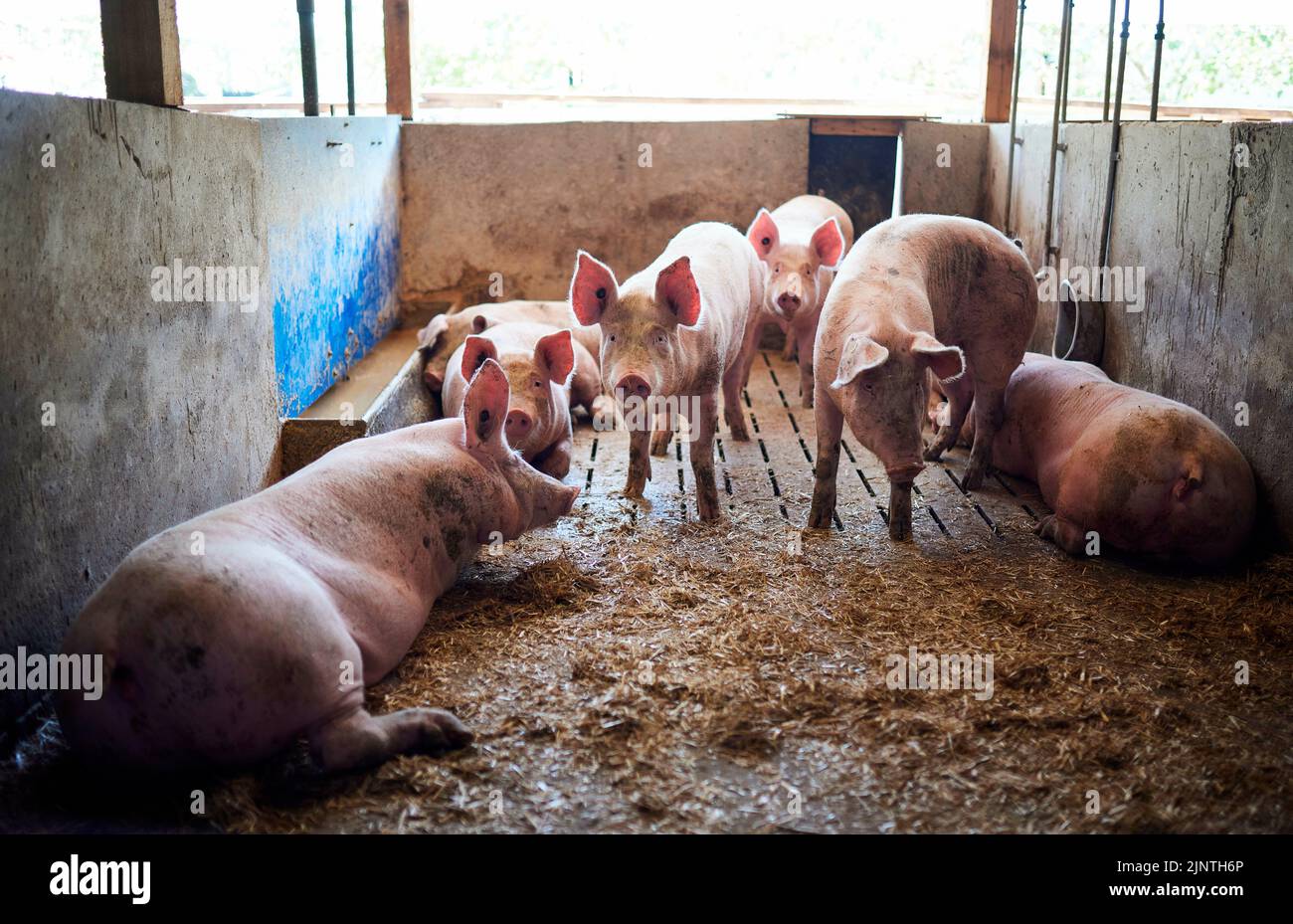 Affing, Deutschland. 25th July, 2022. Pig farm, Schweinehof Brandmeir ...