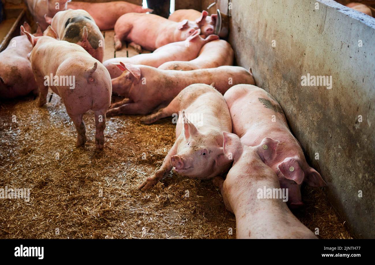 Affing, Deutschland. 25th July, 2022. Pig farm, Schweinehof Brandmeir ...