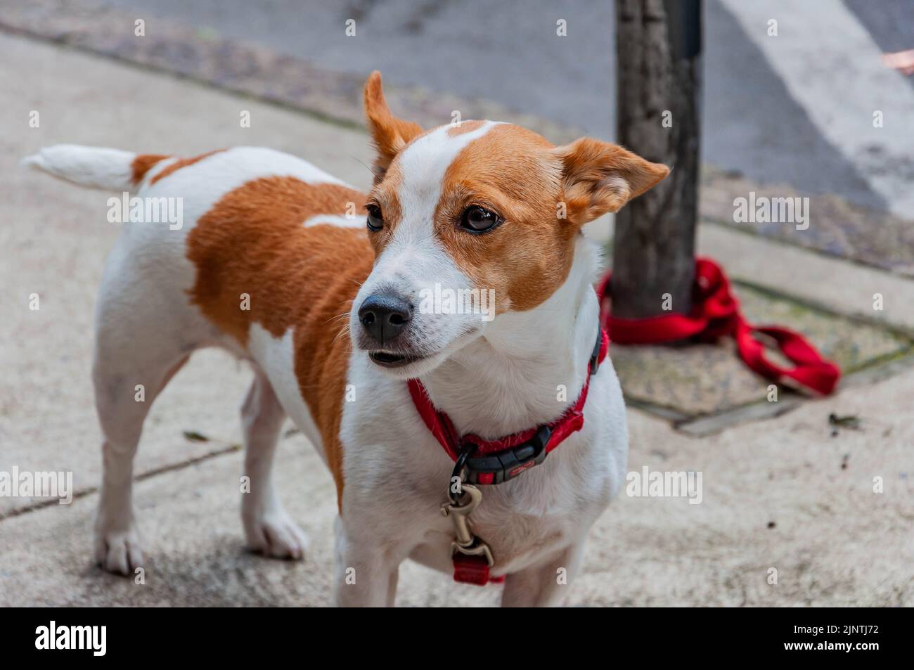 Jim with dog hi-res stock photography and images - Alamy