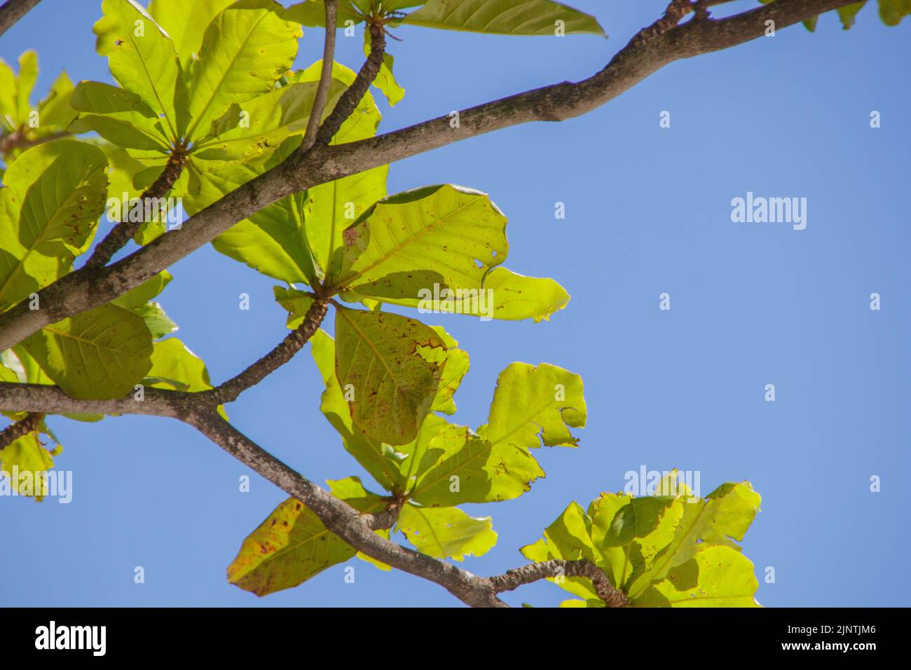Outdoors shot spring leaves hi-res stock photography and images - Alamy