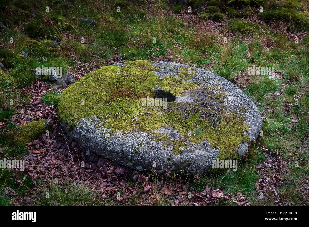 Abandoned handmade millstone lying on the ground at Dobb Edge Quarry ...