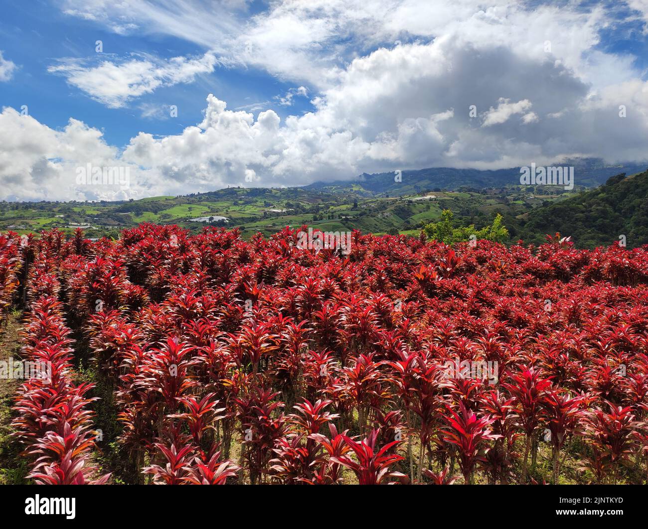 Field of red Dracaena Stock Photo - Alamy