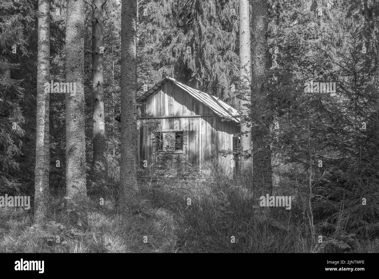 Ancient wooden house in the summer forest Stock Photo - Alamy