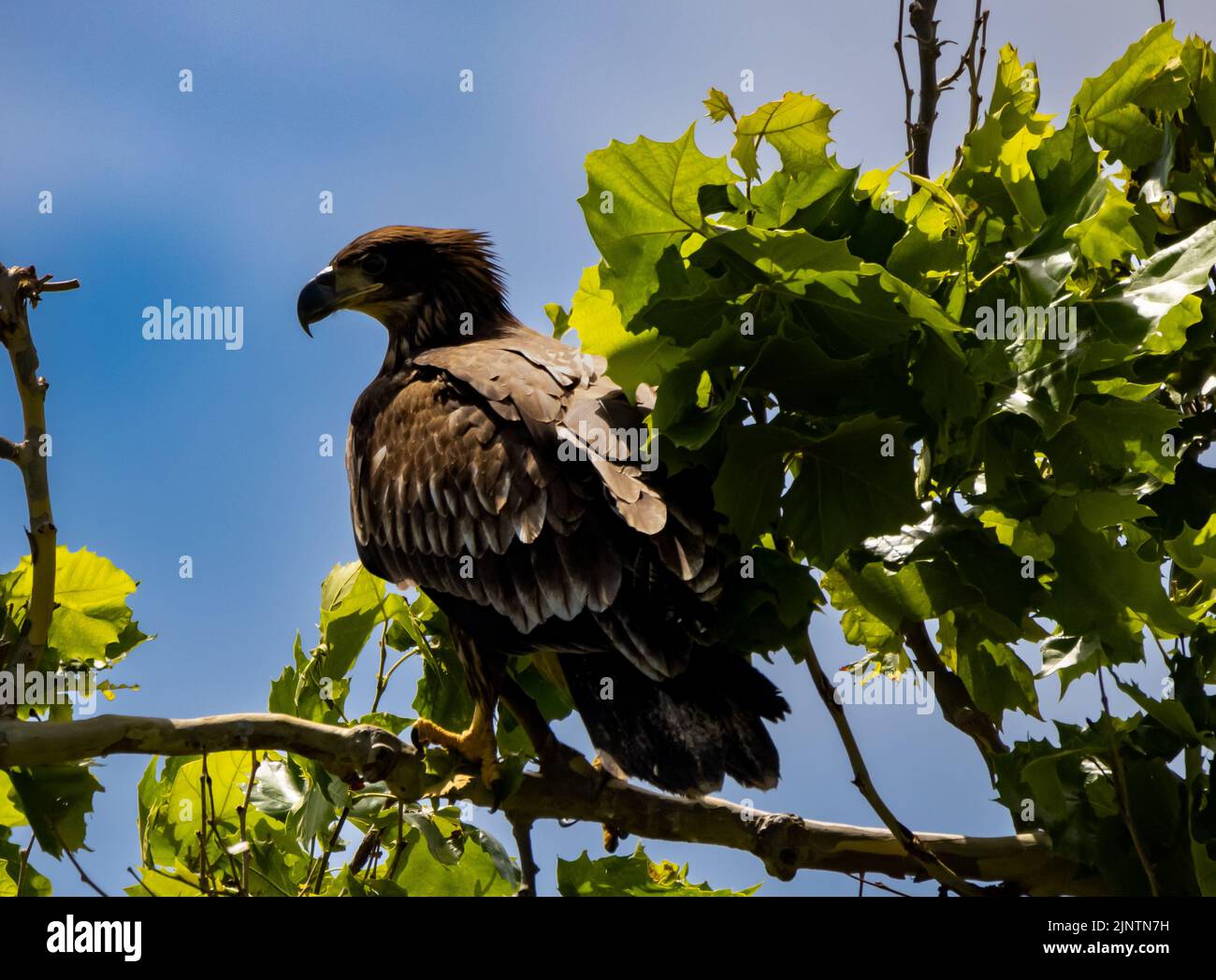 Juvenile Eagle Sentry Stock Photo - Alamy