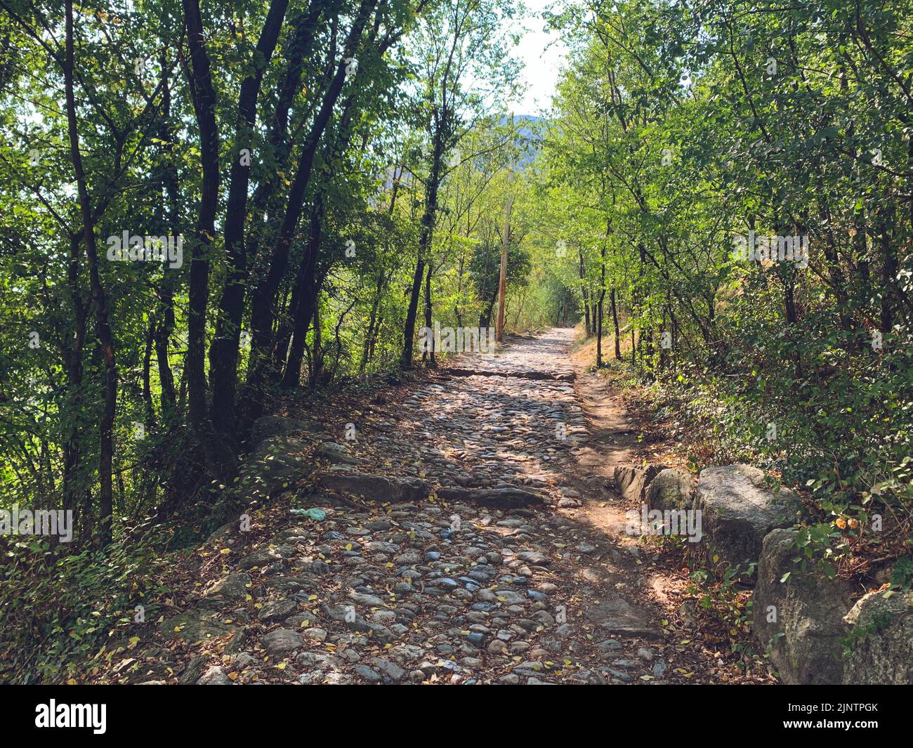Scenic stone path in fresh green grass, way through the forest ...