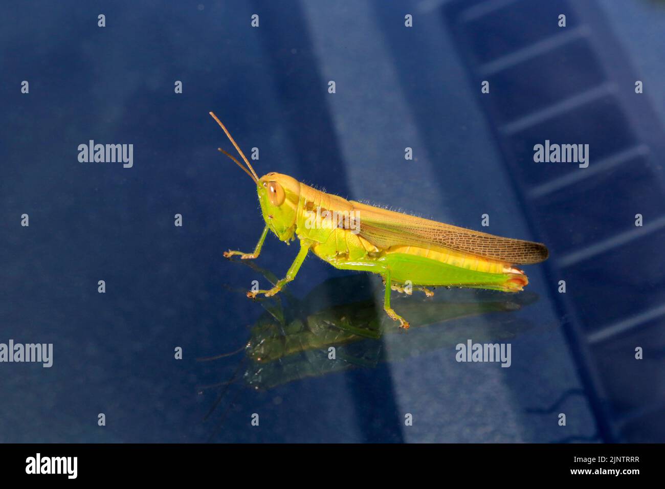 Japanese grasshopper hi-res stock photography and images - Alamy