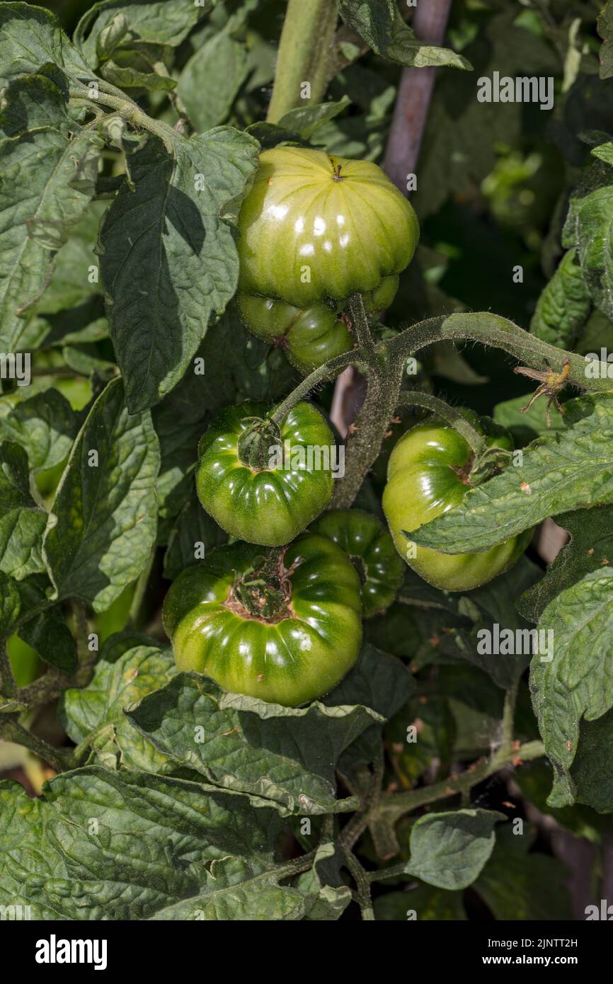 'Ananas, Pineapple' Tomato, Bifftomat (Solanum lycopersicum Stock Photo ...