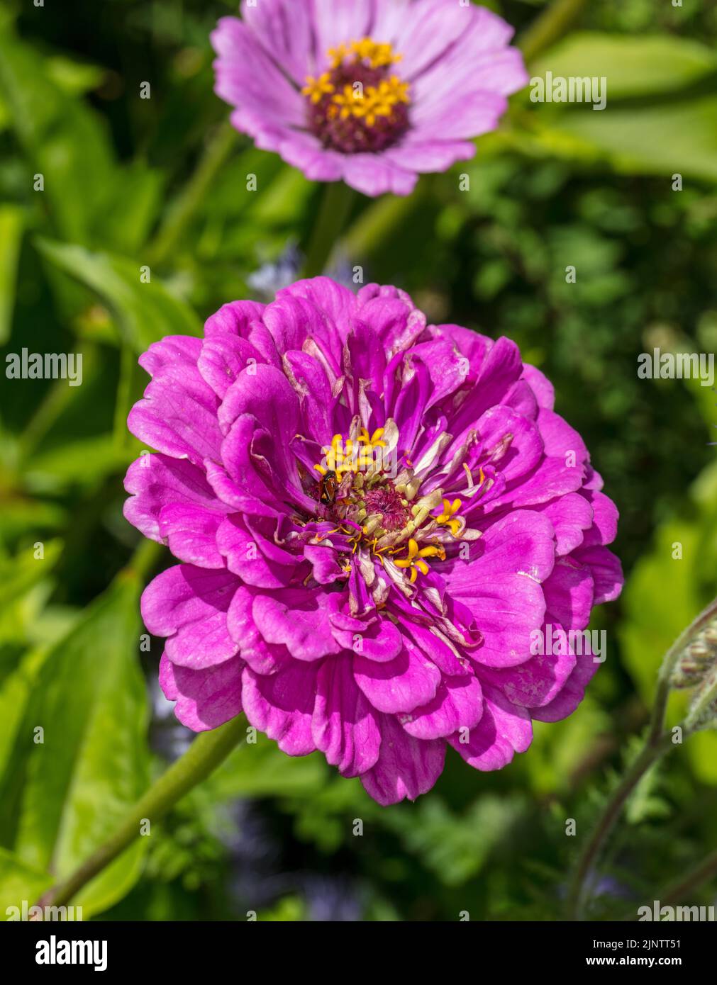 'Dream' Common Zinnia, Zinnia (Zinnia elegans Stock Photo - Alamy