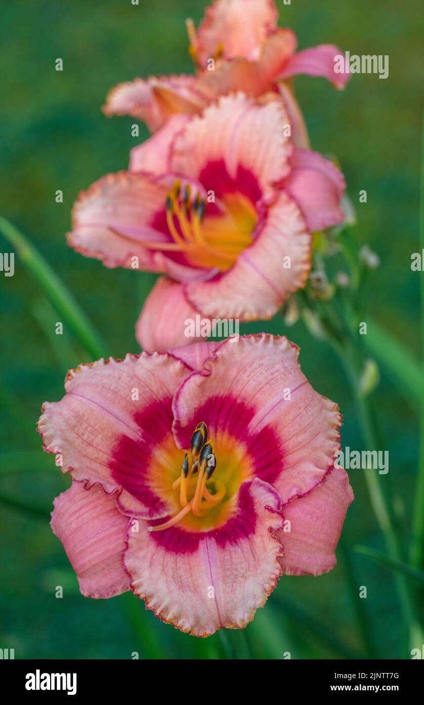 'Strawberry Candy' Daylily, daglilja (Hemerocallis Stock Photo - Alamy