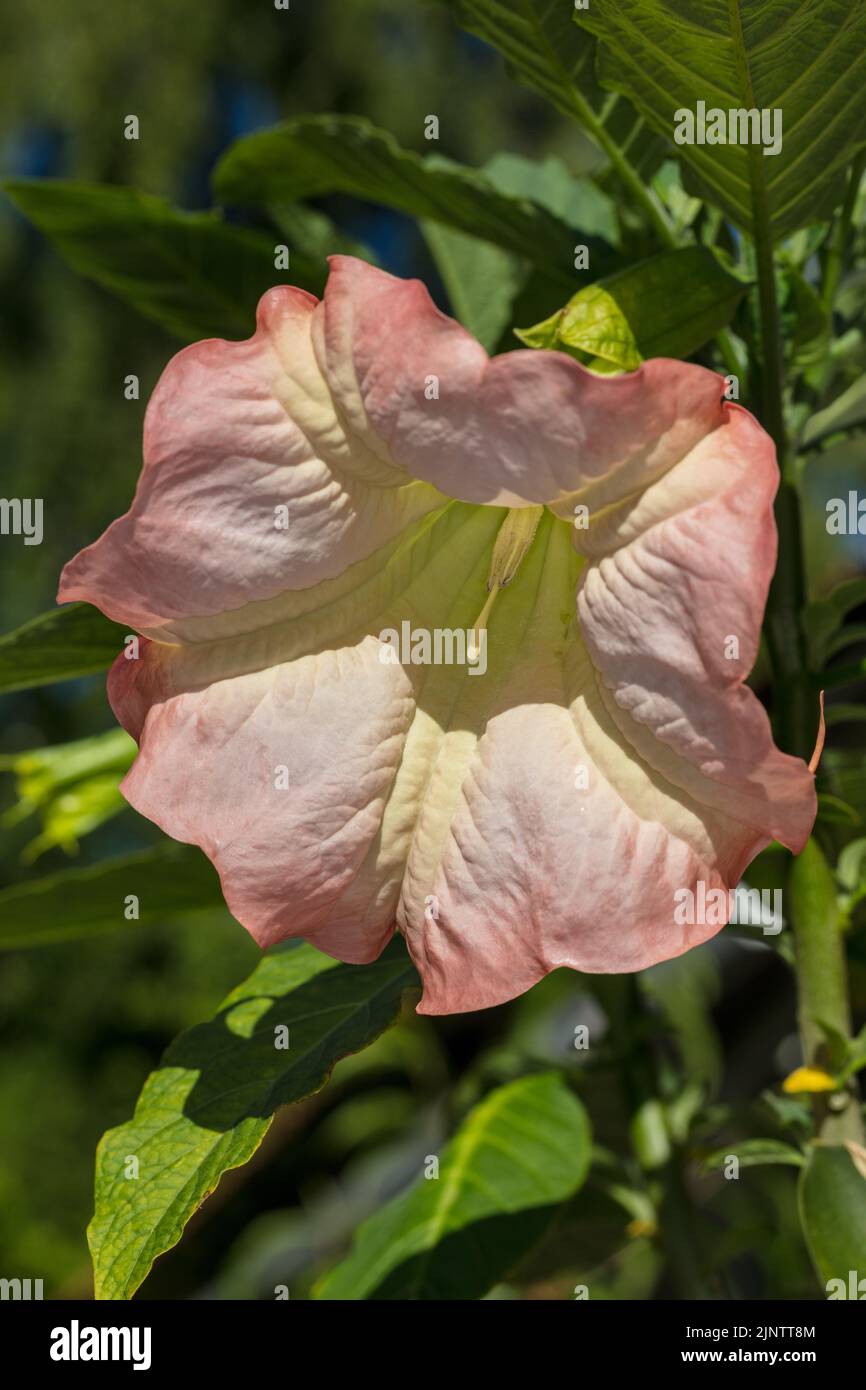 'Pink' Angel’s trumpet, Änglatrumpet (Brugmansia hybrid Stock Photo - Alamy