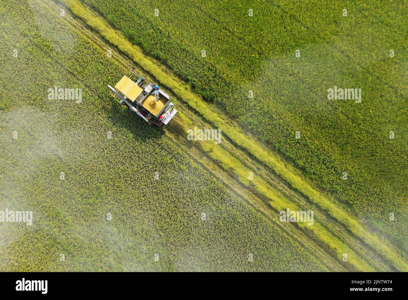 aerial view with drone of rice field ,during harvesting Stock Photo - Alamy