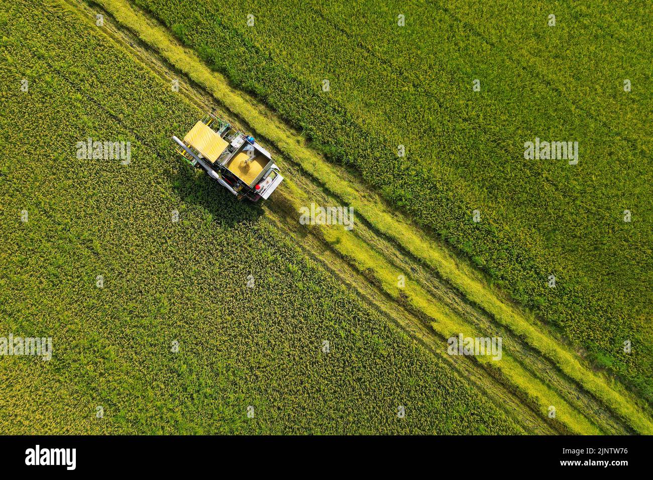 aerial view with drone of rice field ,during harvesting Stock Photo - Alamy