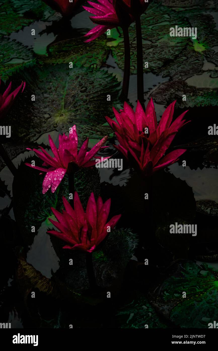 Lotusflowers of Asia Stock Photo - Alamy