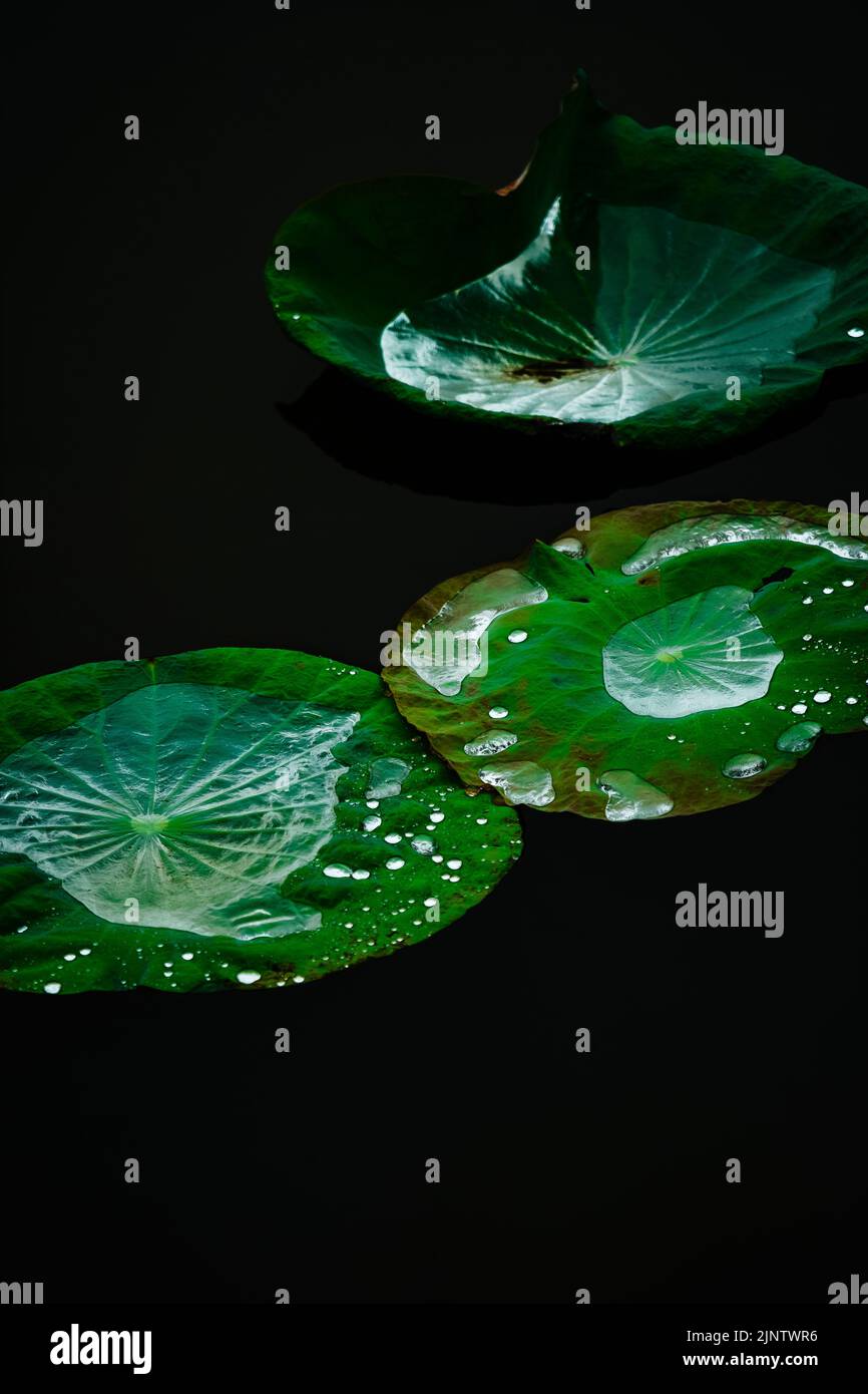 Lotusflowers of Asia Stock Photo - Alamy