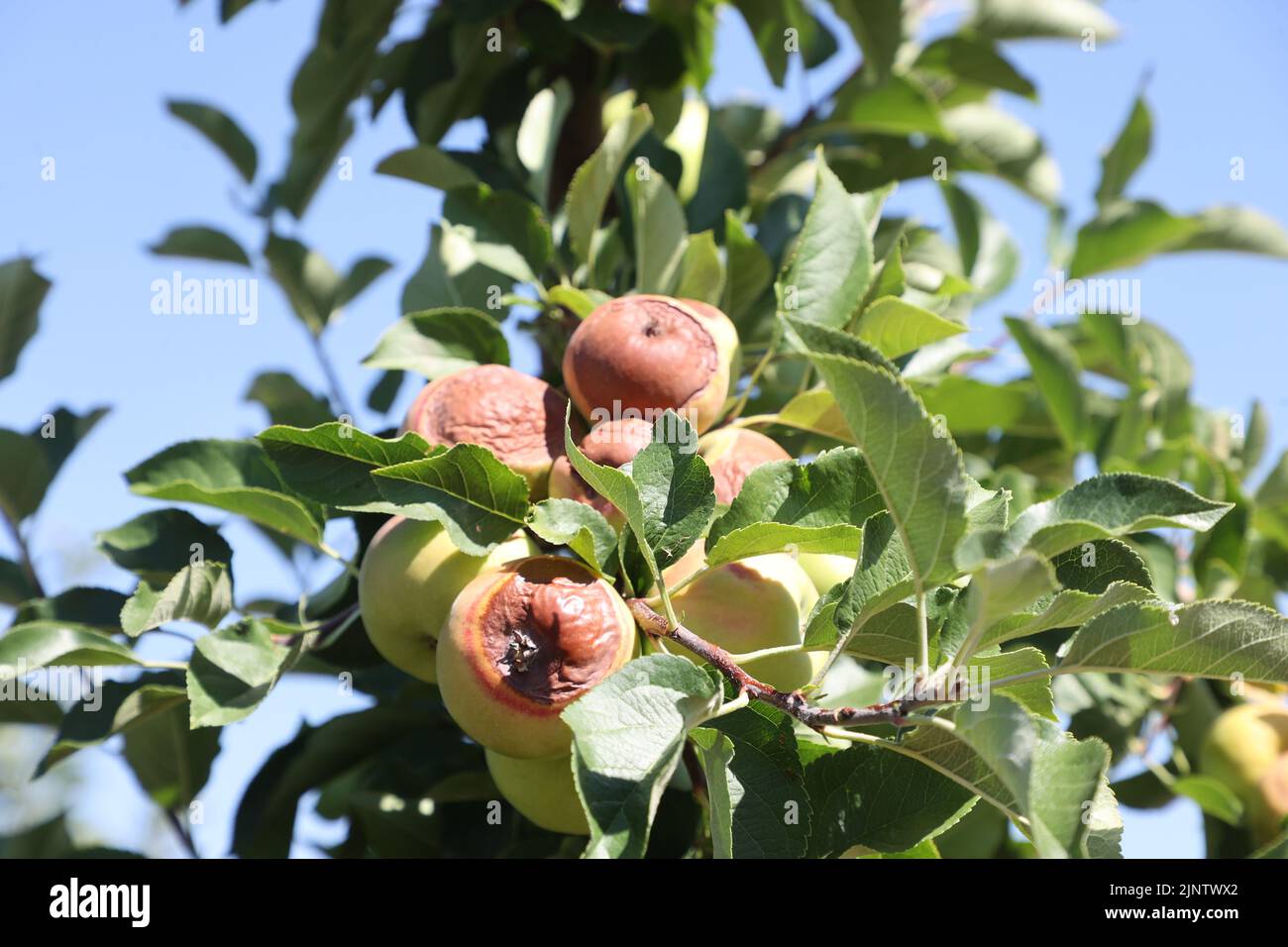 12 August 2022, Thuringia, Gierstädt: Apples with "sunburn" hang on a ...