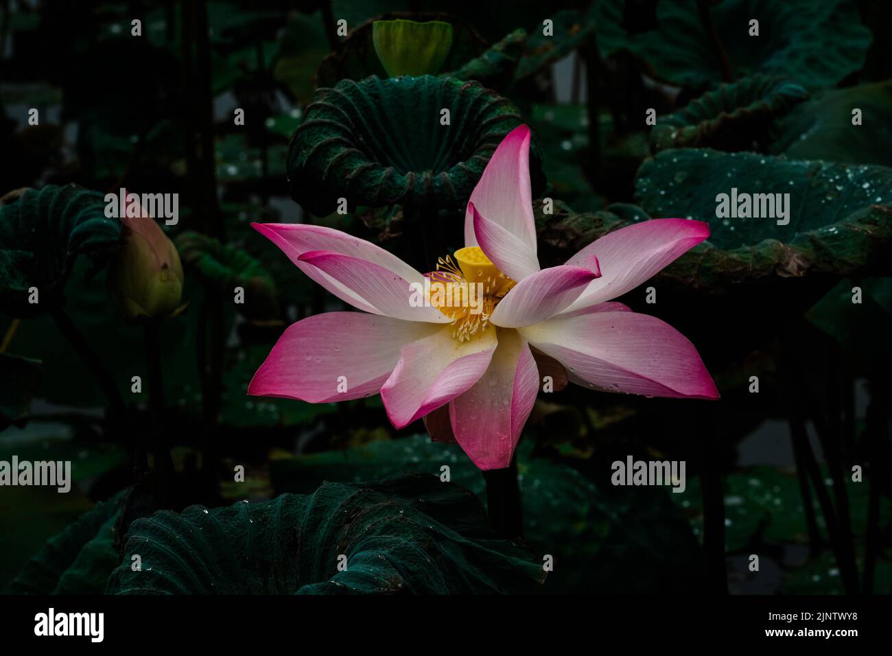 Lotusflowers of Asia Stock Photo - Alamy