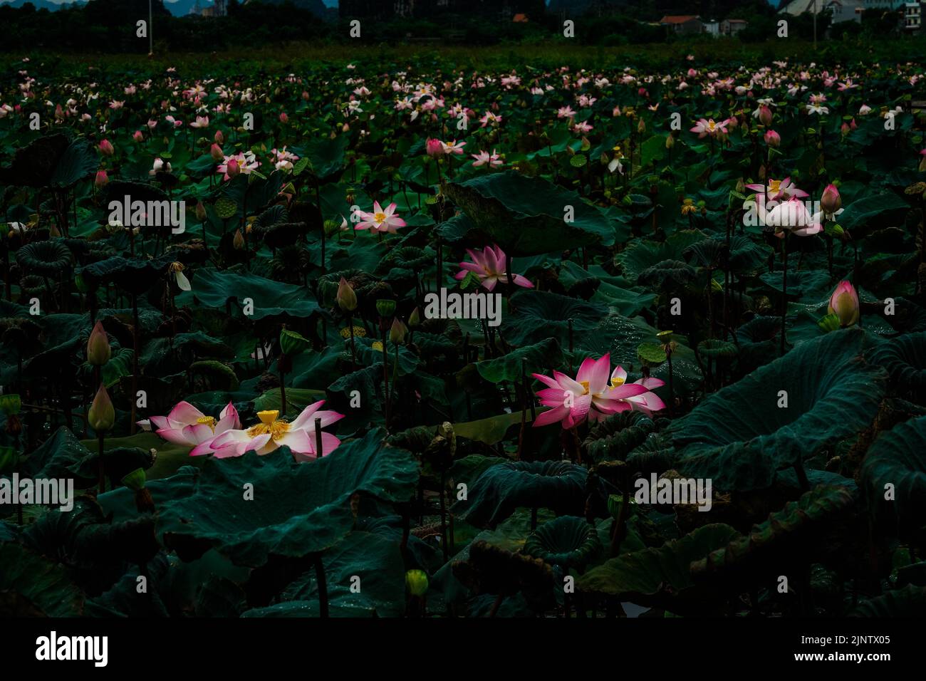 Lotusflowers of Asia Stock Photo - Alamy