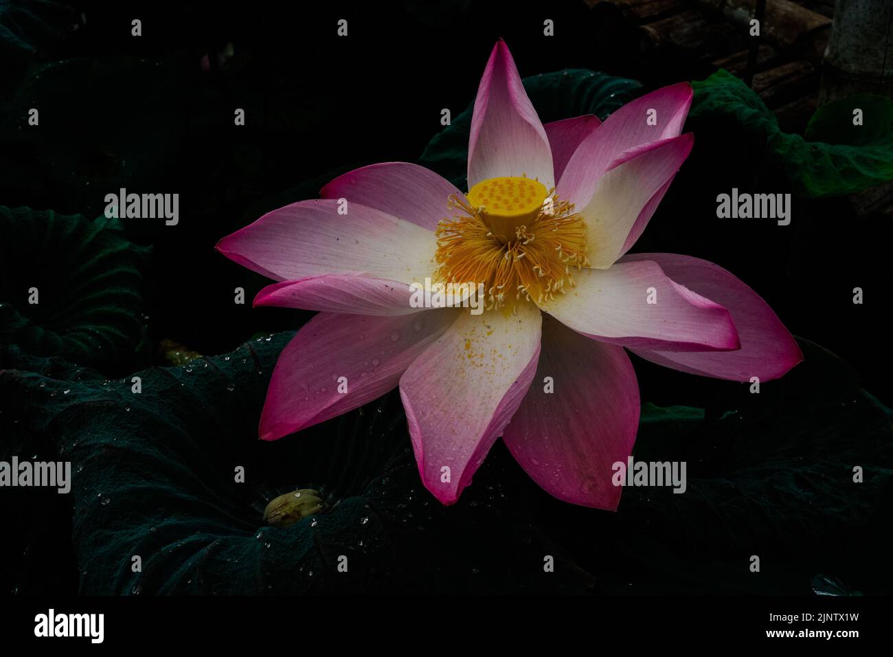 Lotusflowers of Asia Stock Photo - Alamy