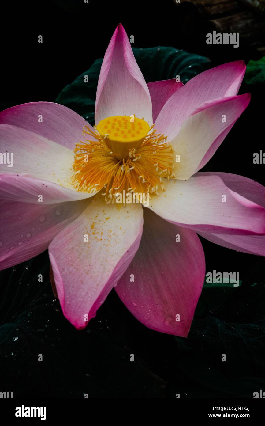 Lotusflowers of Asia Stock Photo - Alamy