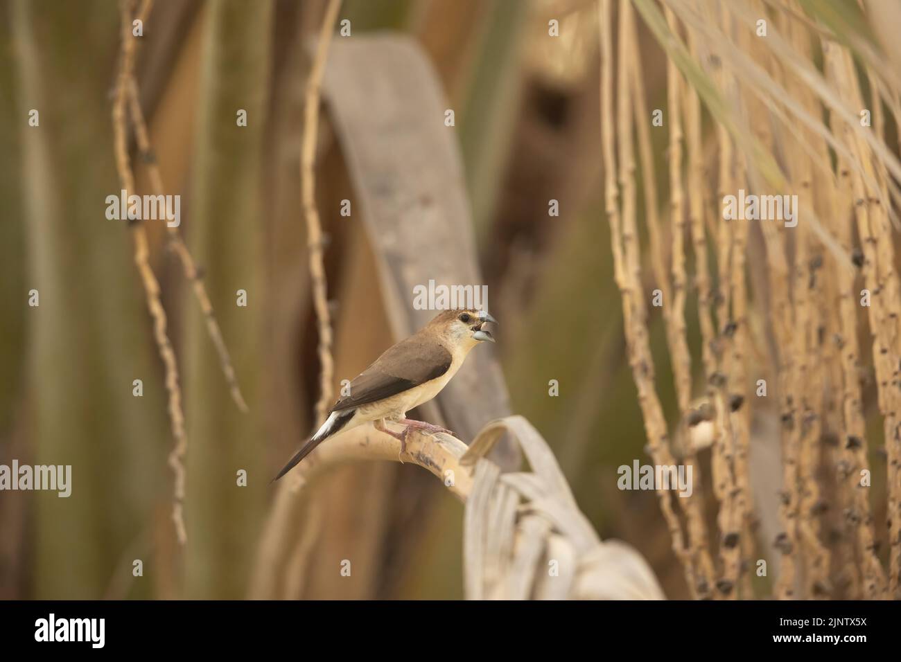 Indian silver bills hi-res stock photography and images - Alamy