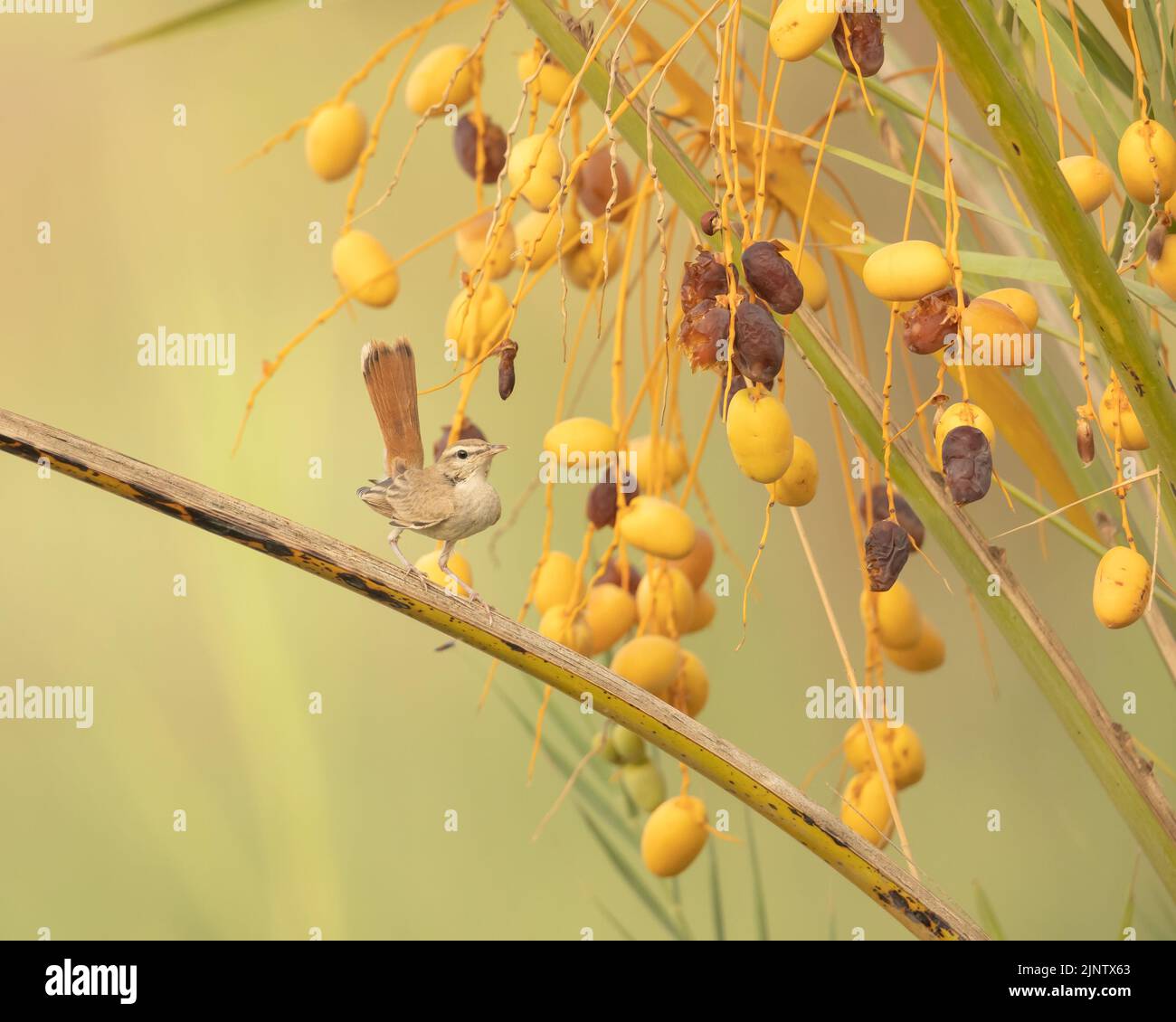 Rufuos-tailed scrub robin with tail lifted upwards perched on date tree ...