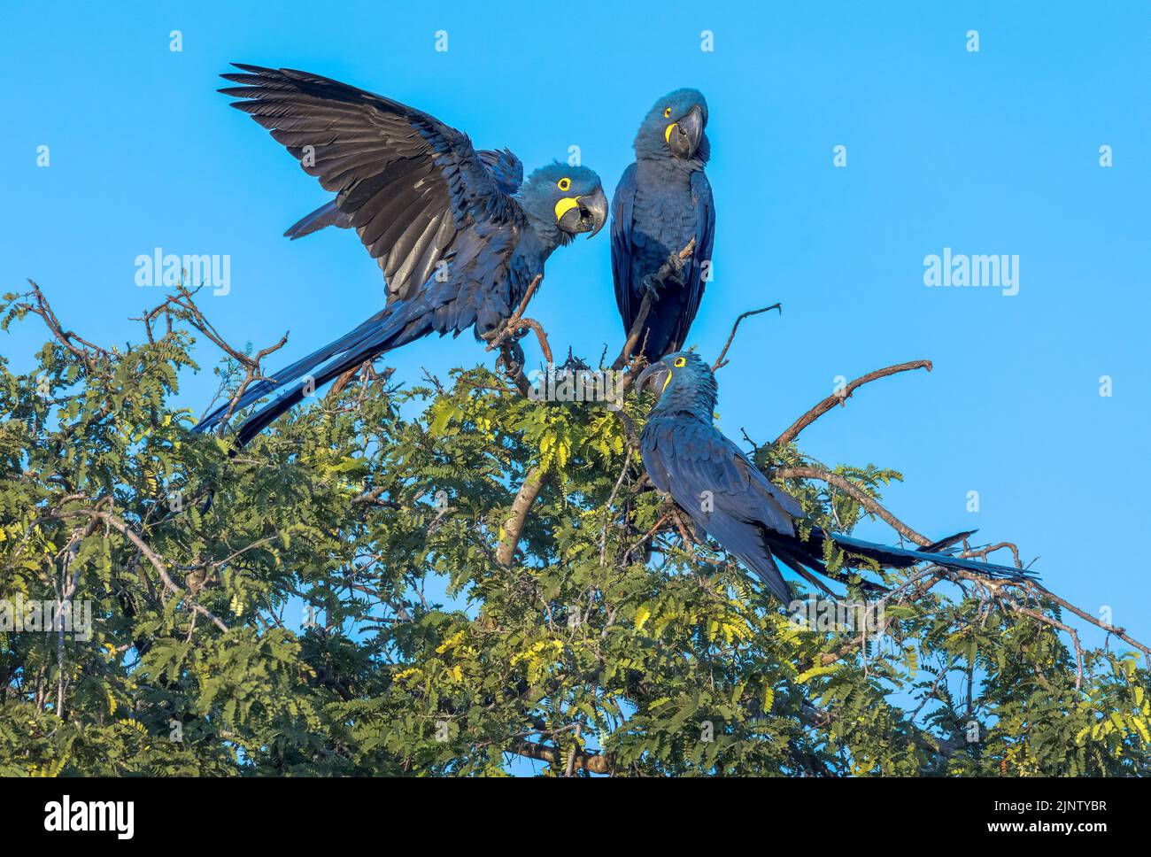 A group of Hyacinth Macaws, the largest in the world, in the Pantanal ...