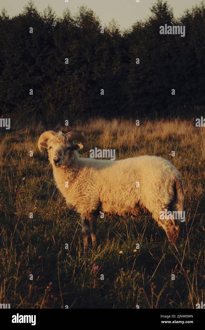 Cute ram with round horns grazing in the field Stock Photo - Alamy