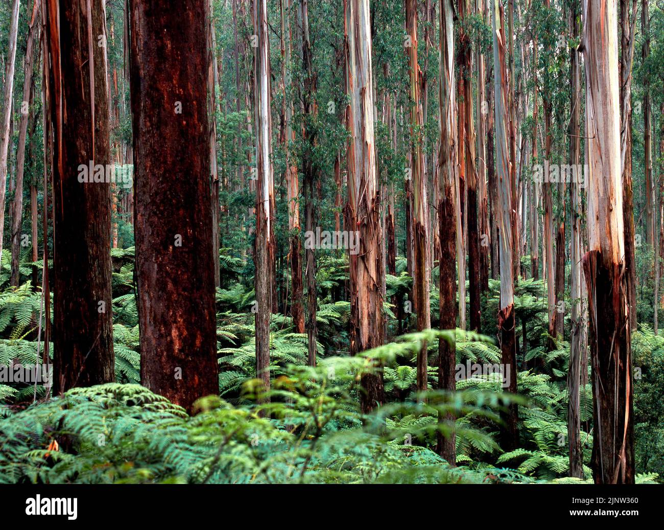 Ash Tree Forest, Victoria, East Australia Stock Photo - Alamy