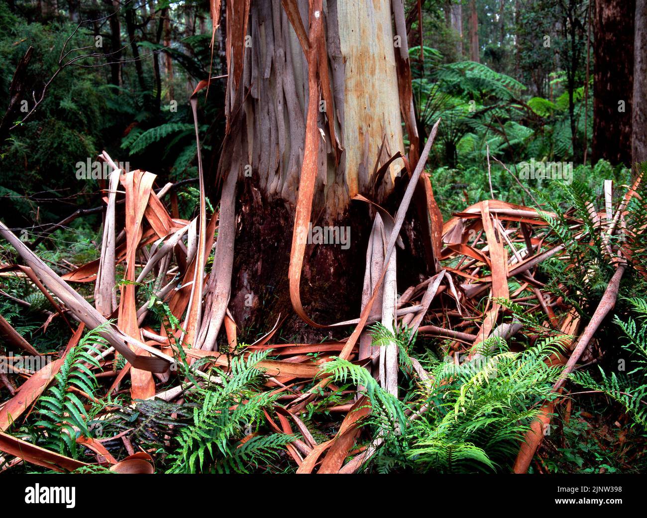 Bark Peeling from Ash Tree, East Victoria, Australia Stock Photo - Alamy