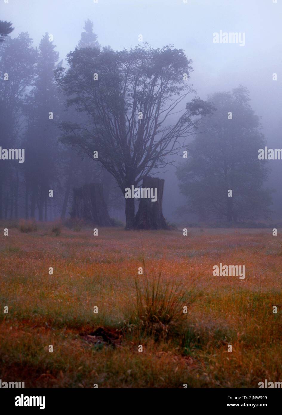 Australian forest landscape hi-res stock photography and images - Alamy