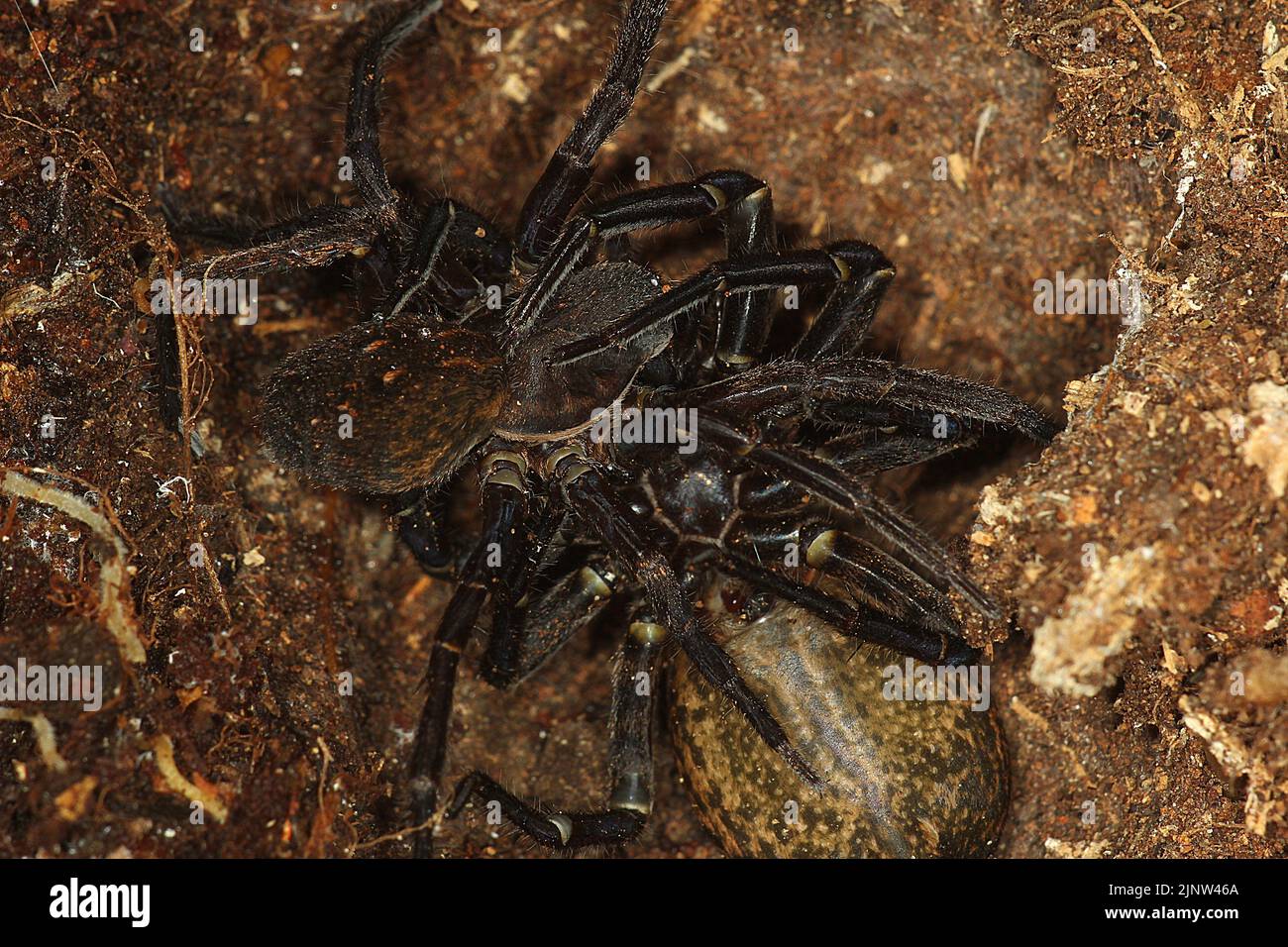 Pair of vagrant spiders (Uliodon albopunctatus Stock Photo - Alamy