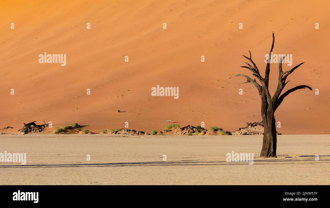 Namibia, the Namib desert, dead acacias in the Dead Valley, the red ...