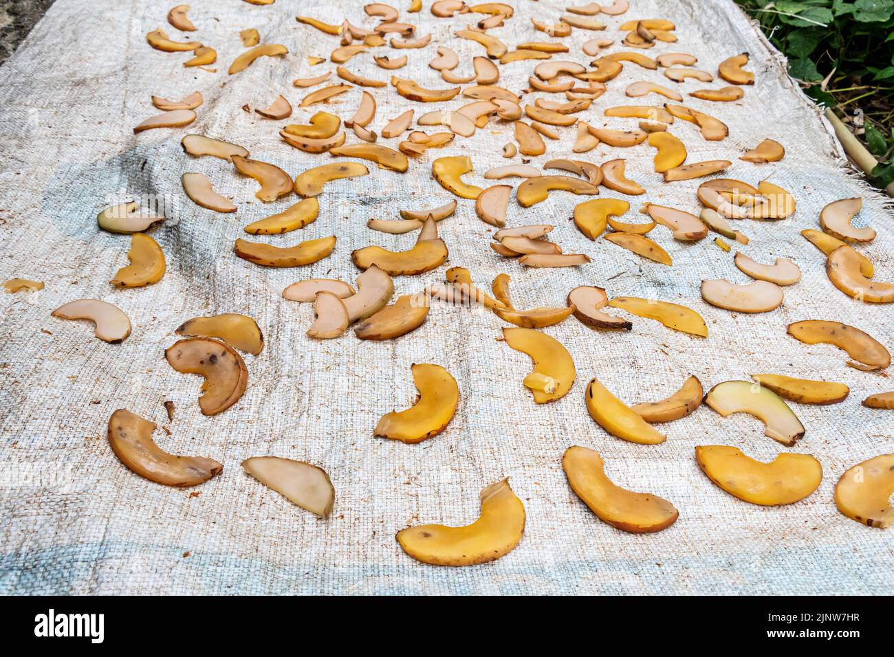 Tamarind slices or asam keping or asam gelugor put up to dry by sun and ...