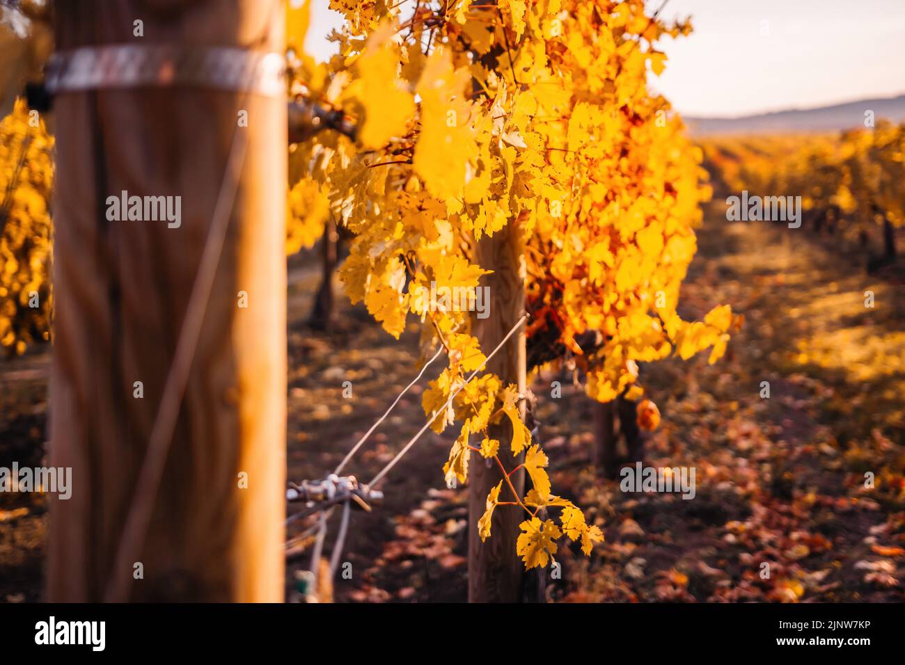 Bright autumn red orange yellow grapevine leaves at vineyard in warm ...
