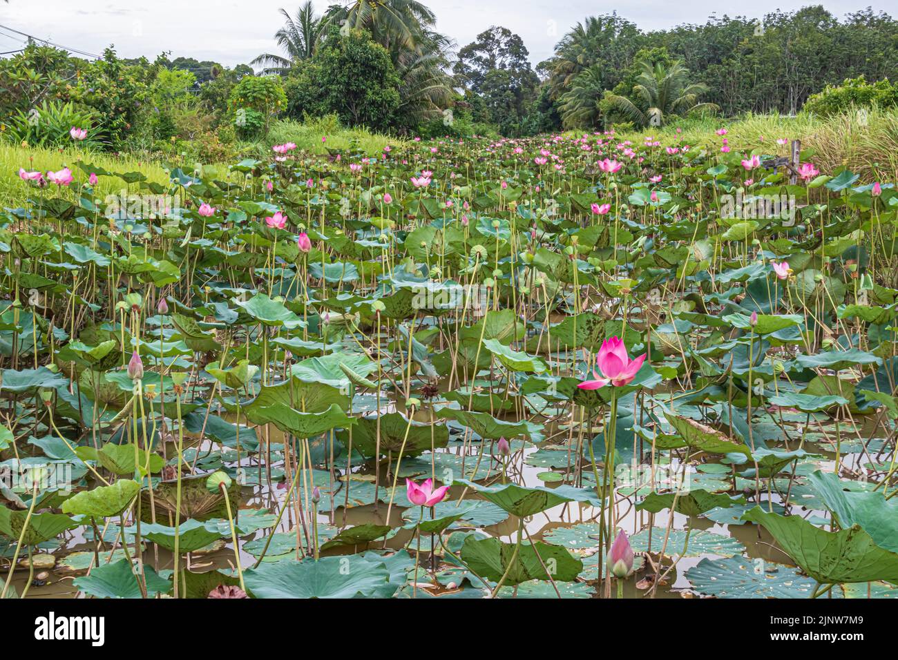 Water canal fill with lotus plants with blooming lotus flower in ...