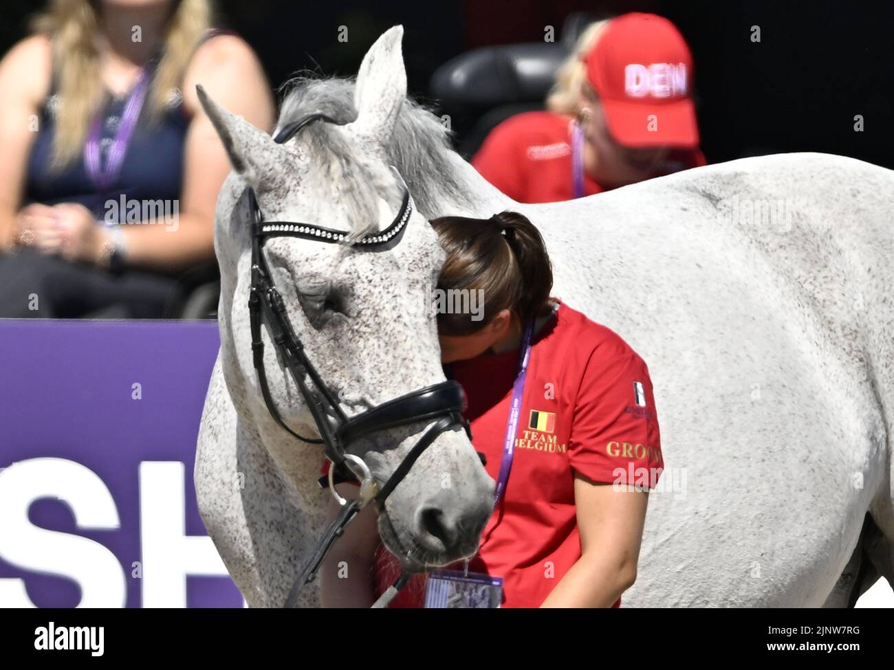 Herning, Denmark. 13th Aug, 2022. World Equestrian Games.CONVICTO is ...